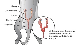Pyometra in Cats | Arch Animal Hospital West